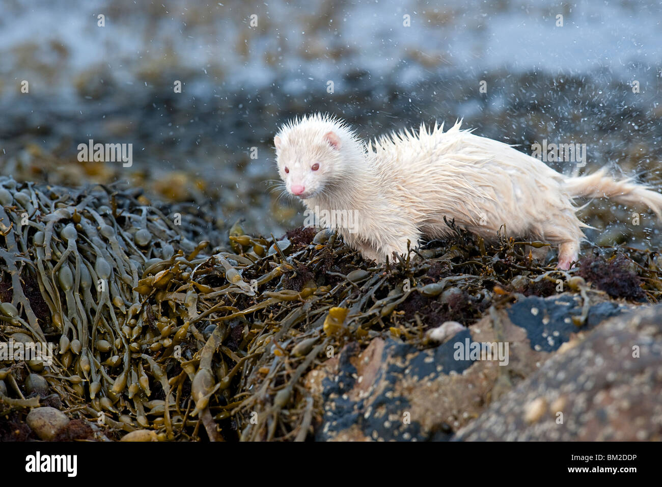 Albino Mink hunting along a sea loch in Scotland Stock Photo - Alamy