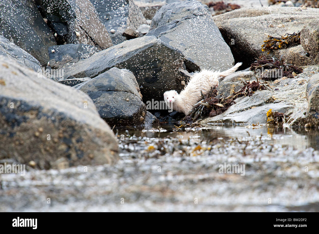 Albino Mink hunting along a sea loch in Scotland Stock Photo - Alamy