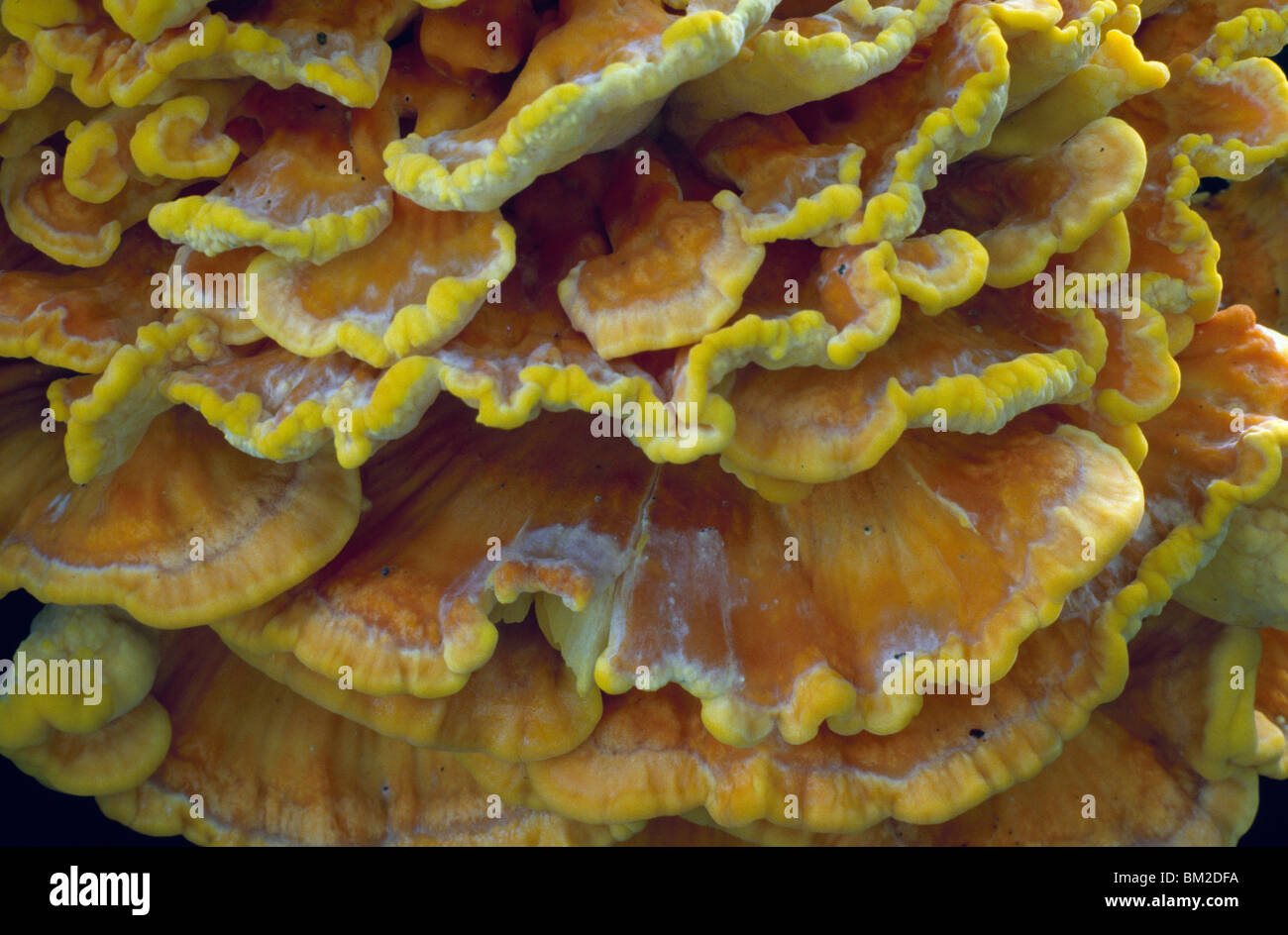 Orange polyporus hi-res stock photography and images - Alamy