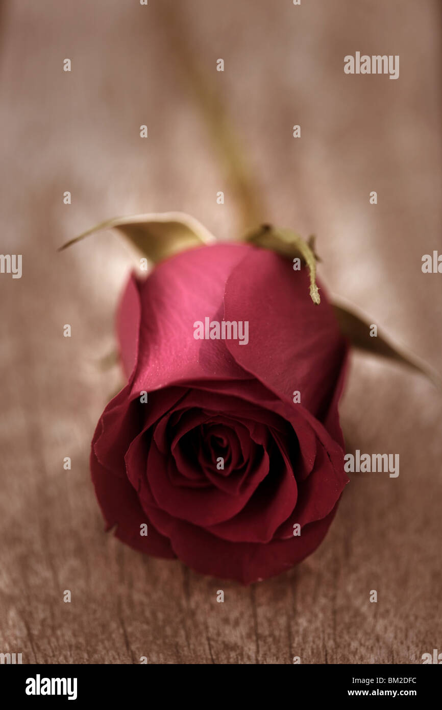 Red rose over old aged teak wood, romantic spring love metaphor Stock ...