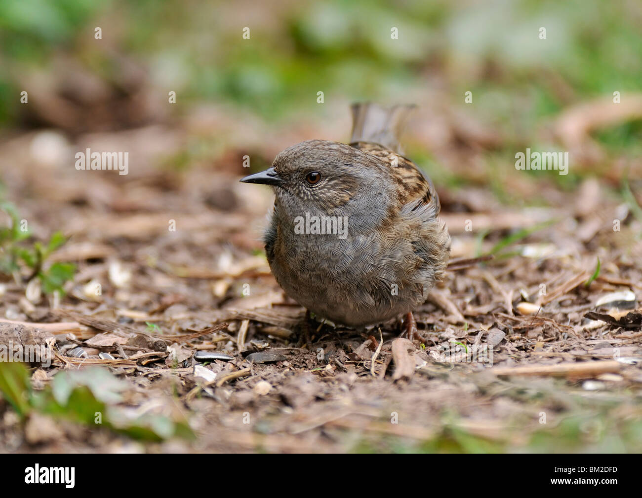 Dunnock or Hedge Sparrow - Prunella modularis Stock Photo - Alamy