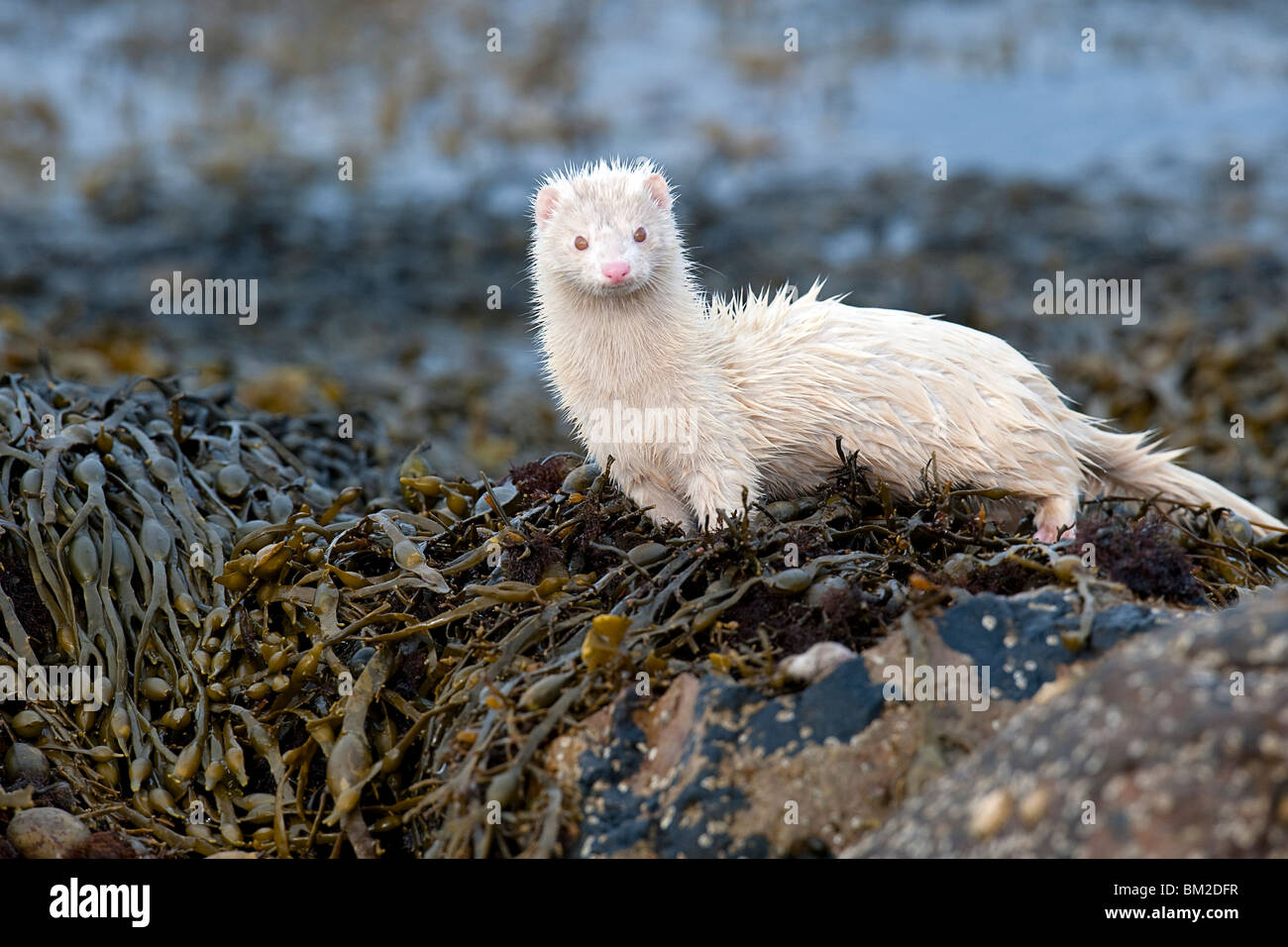 Albino Mink hunting along a sea loch in Scotland Stock Photo - Alamy
