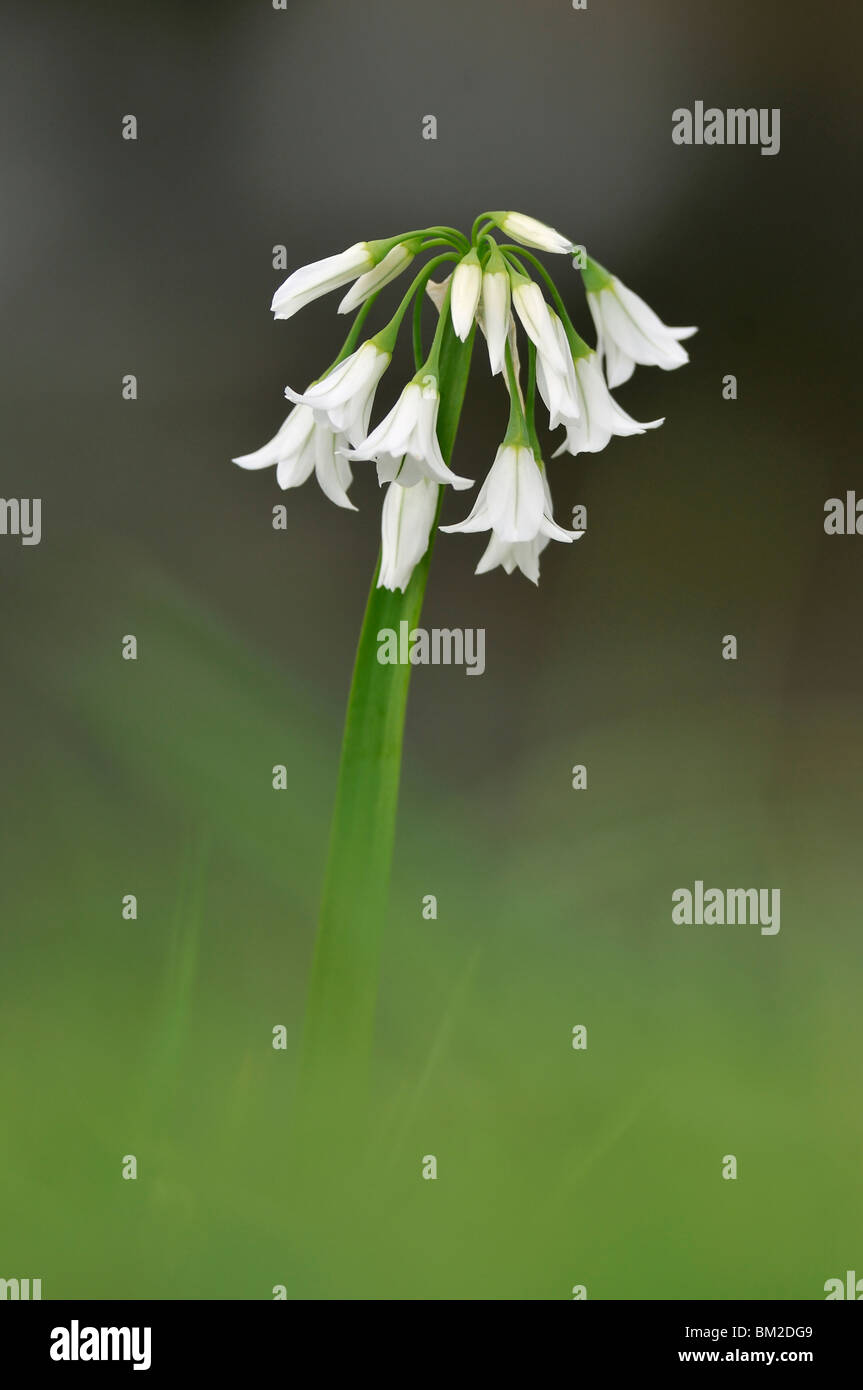 Three-cornered Leek or Garlic - Allium triquetrum Stock Photo - Alamy