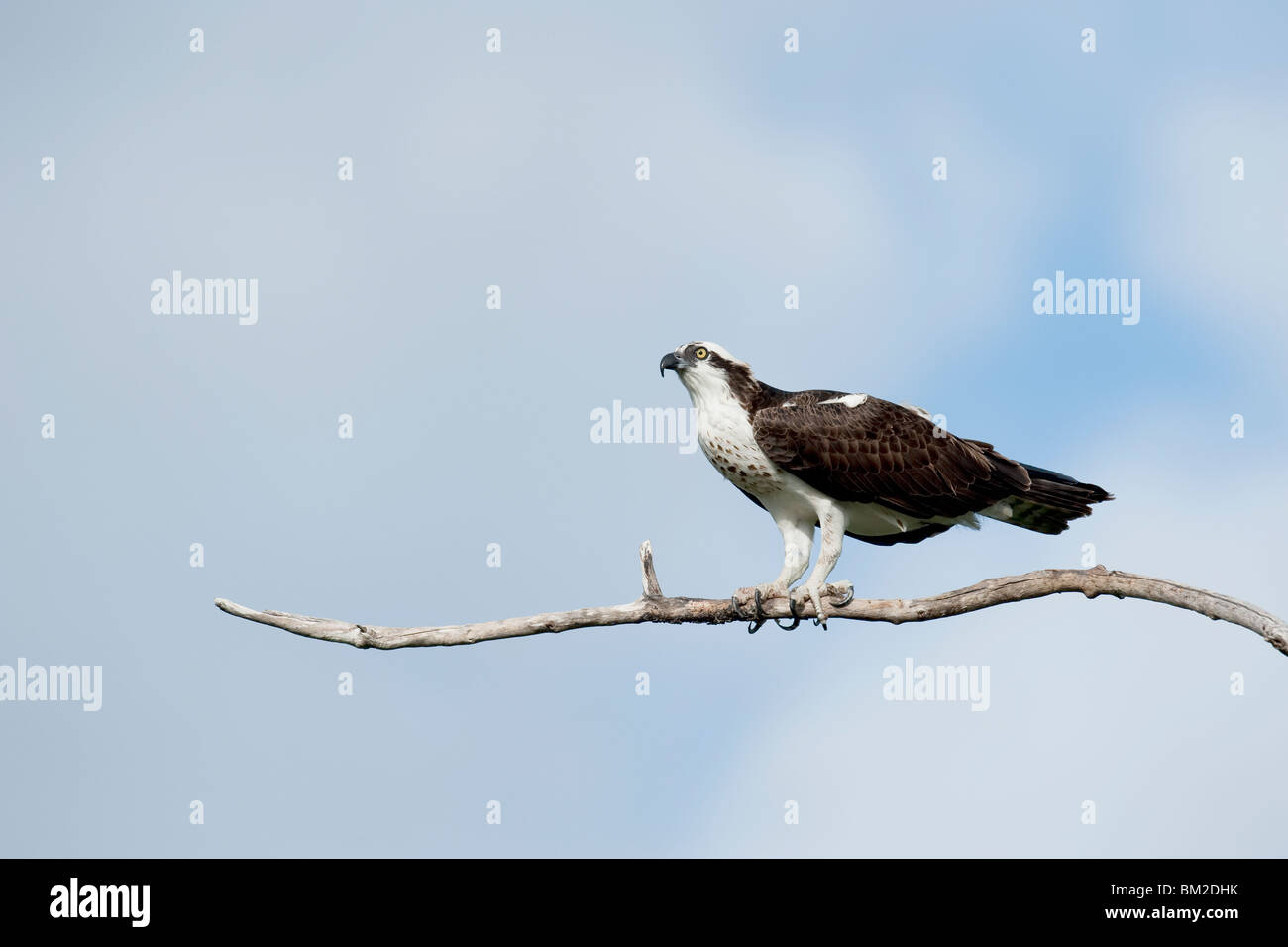 Osprey Feet High Resolution Stock Photography and Images - Alamy