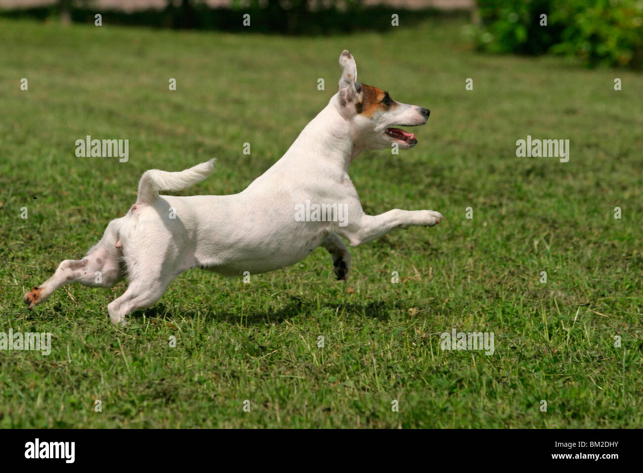 Parson Russell Terrier Stock Photo - Alamy