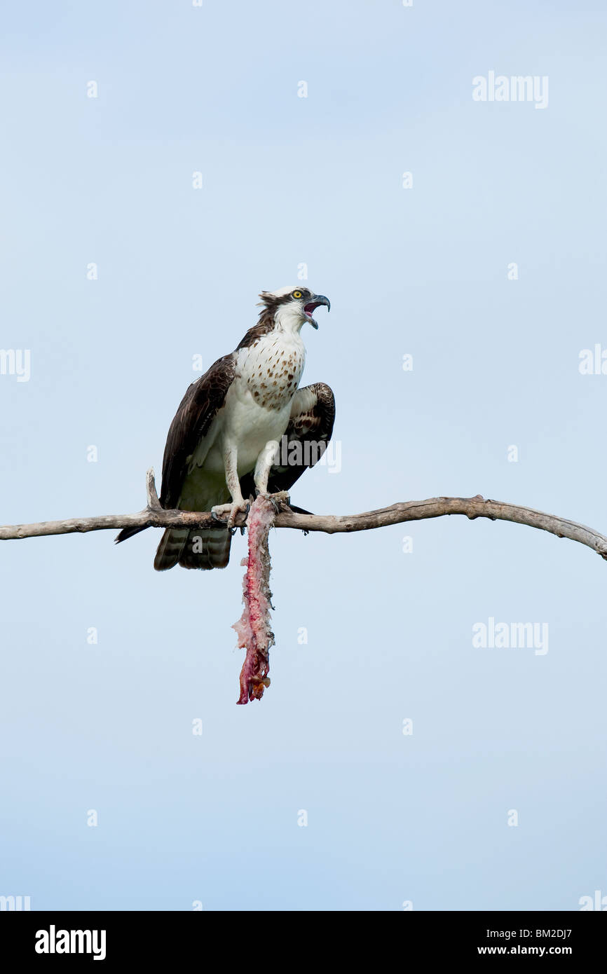 Osprey eating a large fish in a tree Stock Photo - Alamy