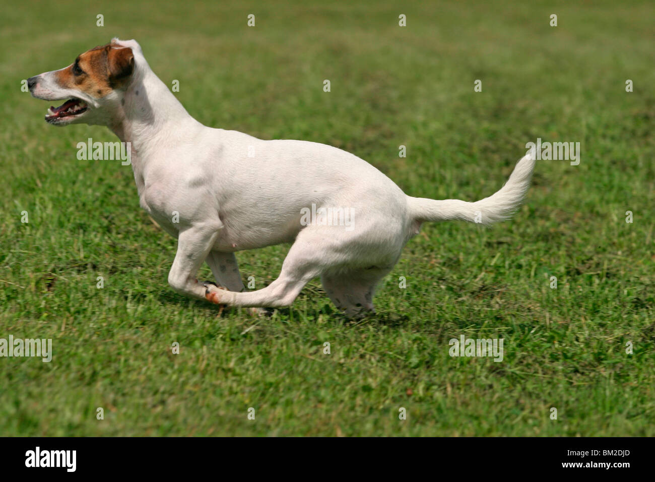 Parson Russell Terrier Stock Photo - Alamy