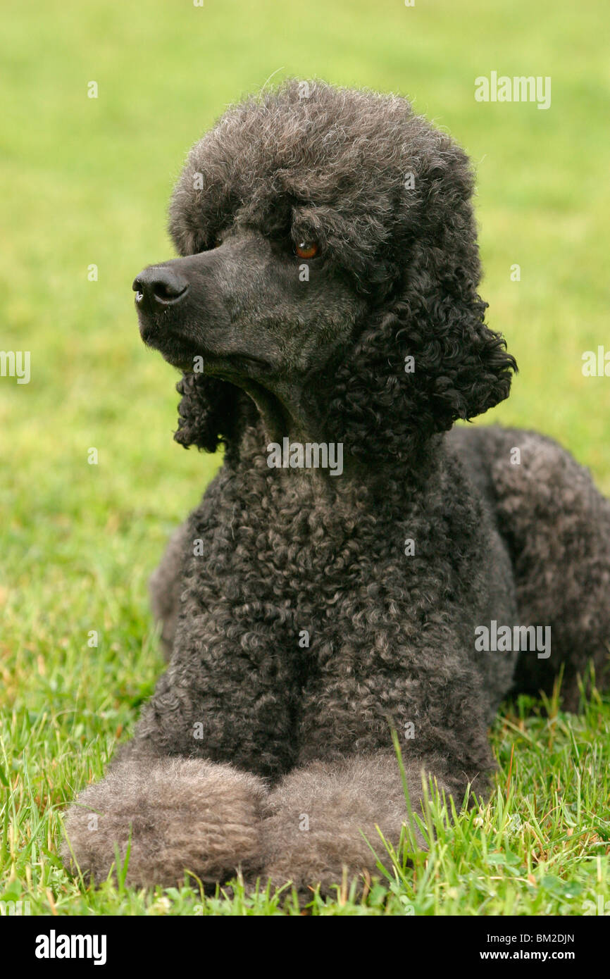 Grand poodle hi-res stock photography and images - Alamy