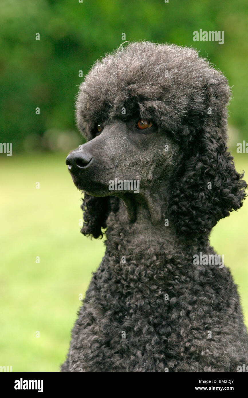 What Is The Oldest Living Standard Poodle