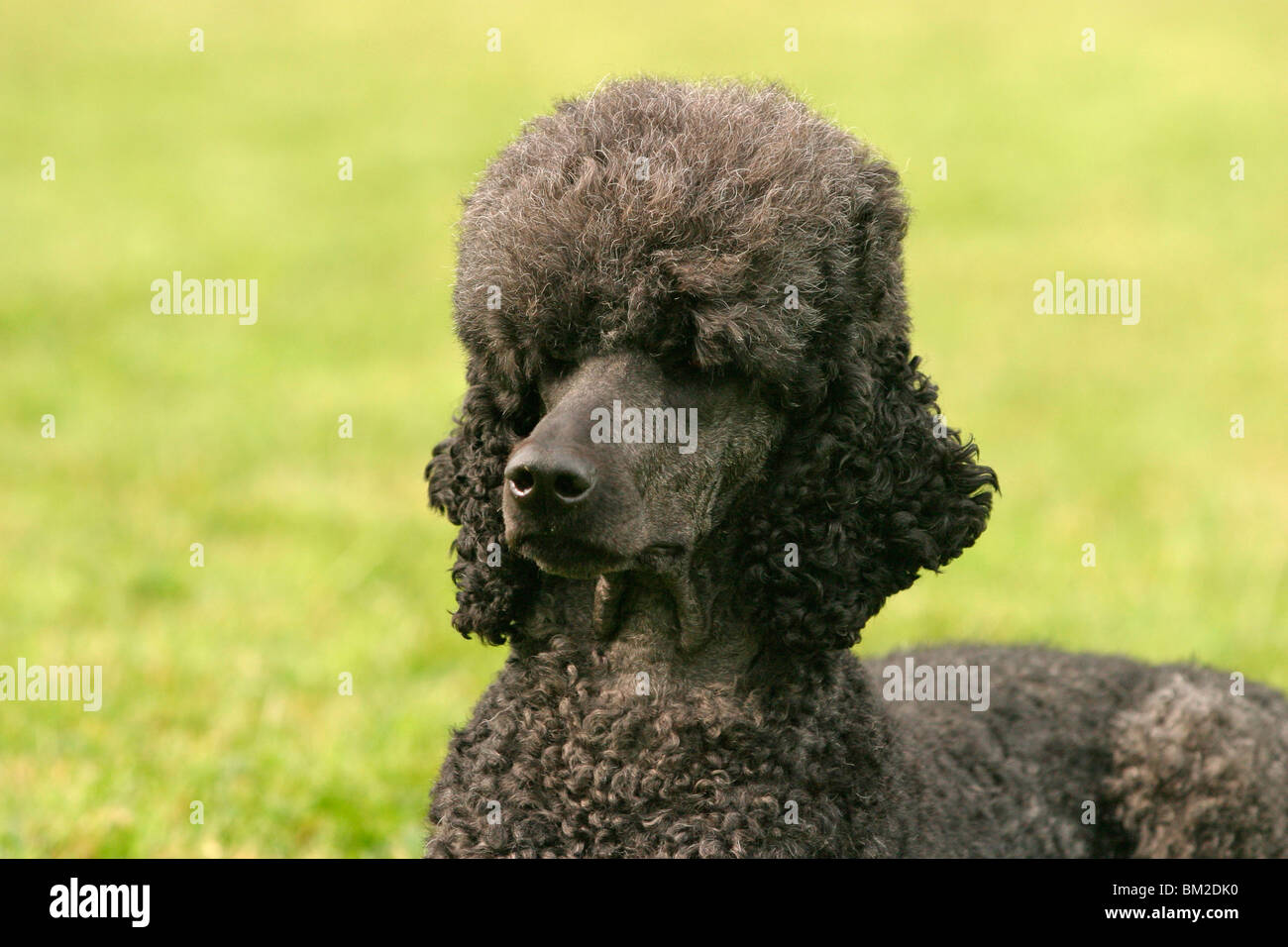 Konigspudel hi-res stock photography and images - Alamy