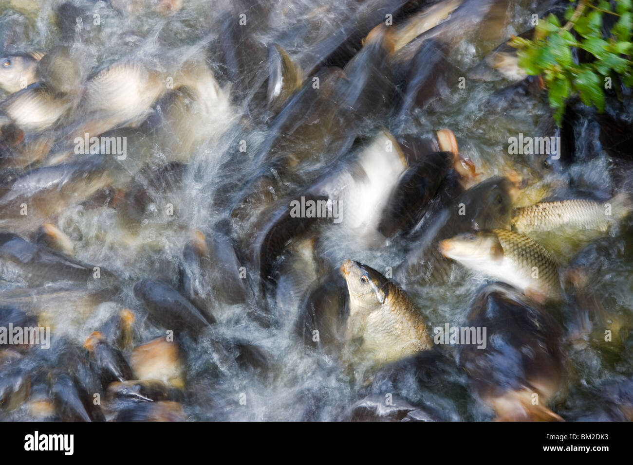 A frenzy of jumping, feeding fish on surface pond Stock Photo - Alamy