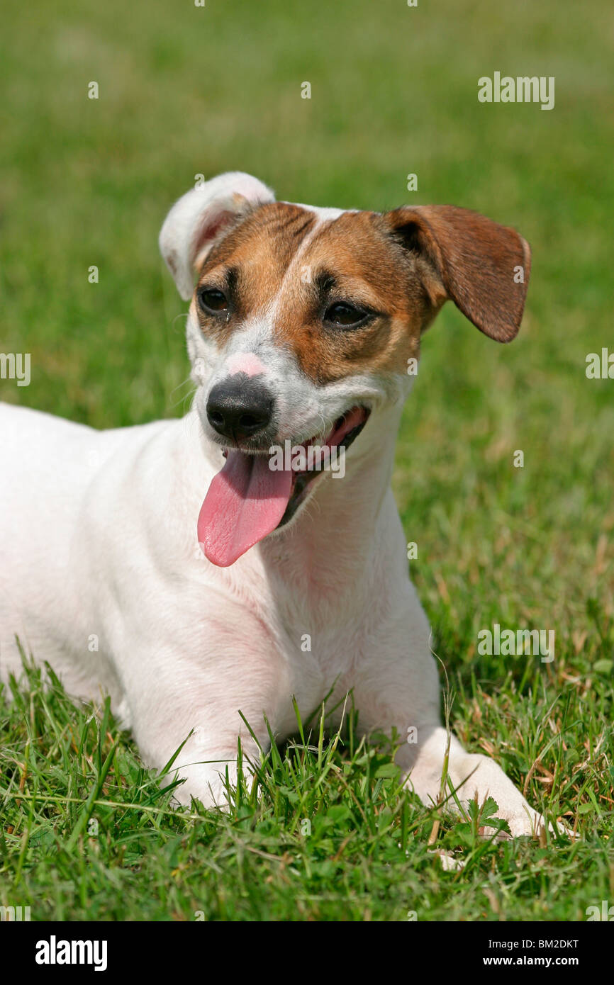 Parson Russell Terrier Stock Photo - Alamy