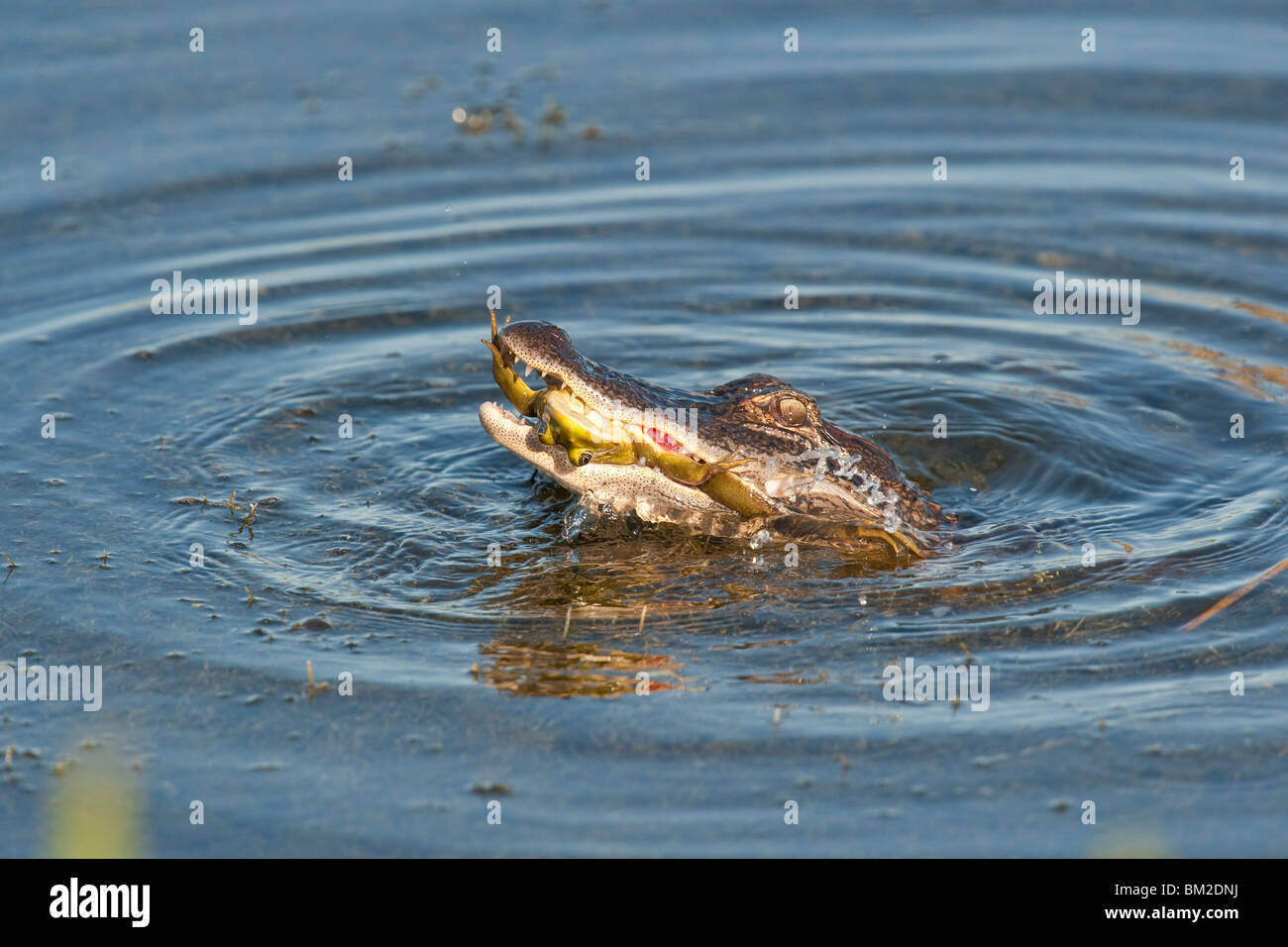 Alligatoridae family hi-res stock photography and images - Alamy