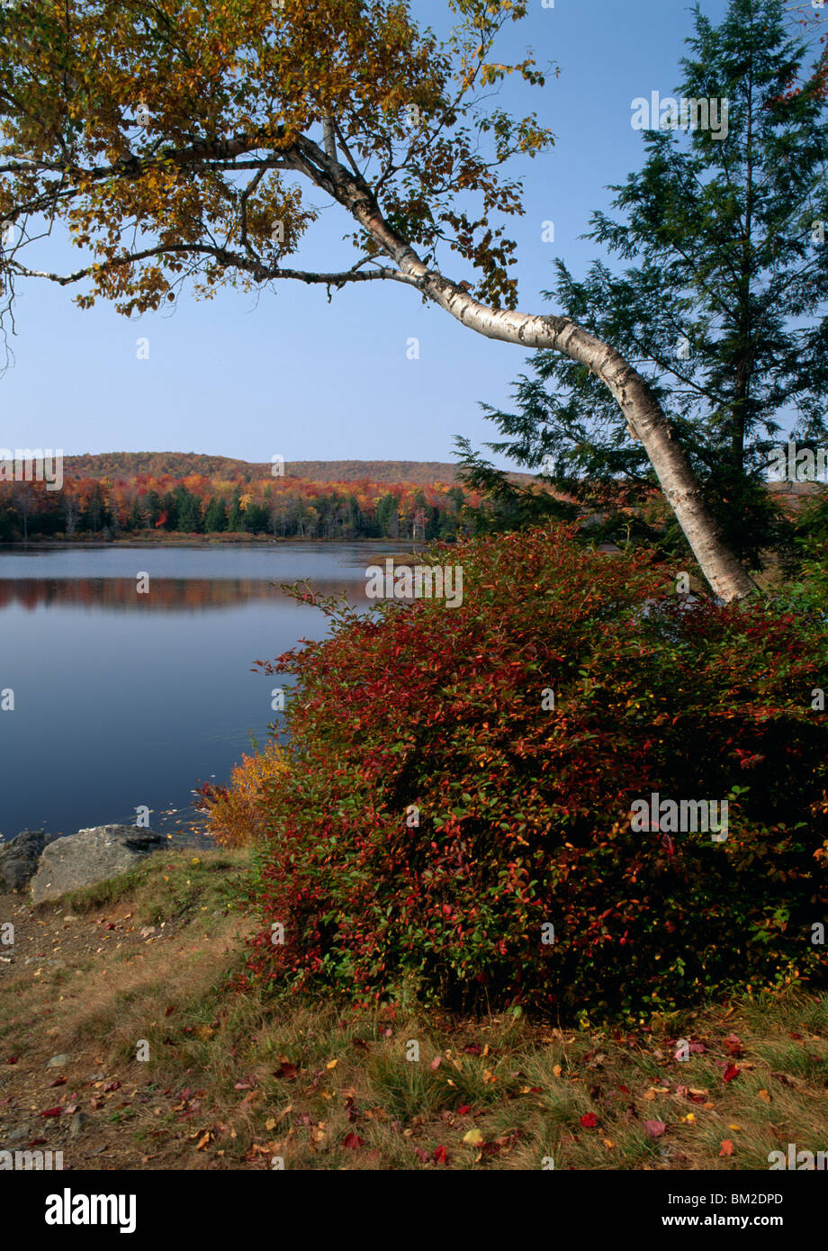 Trees at the lakeside, Bruce Lake Natural Area, Pennsylvania, USA Stock ...