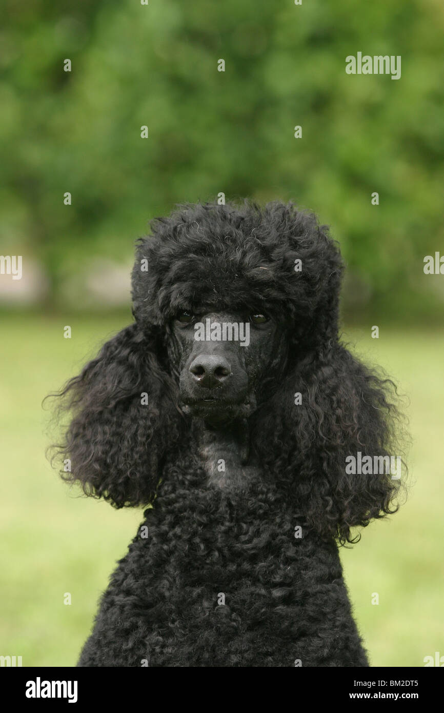Königspudel Portrait / Poodle Portrait Stock Photo - Alamy