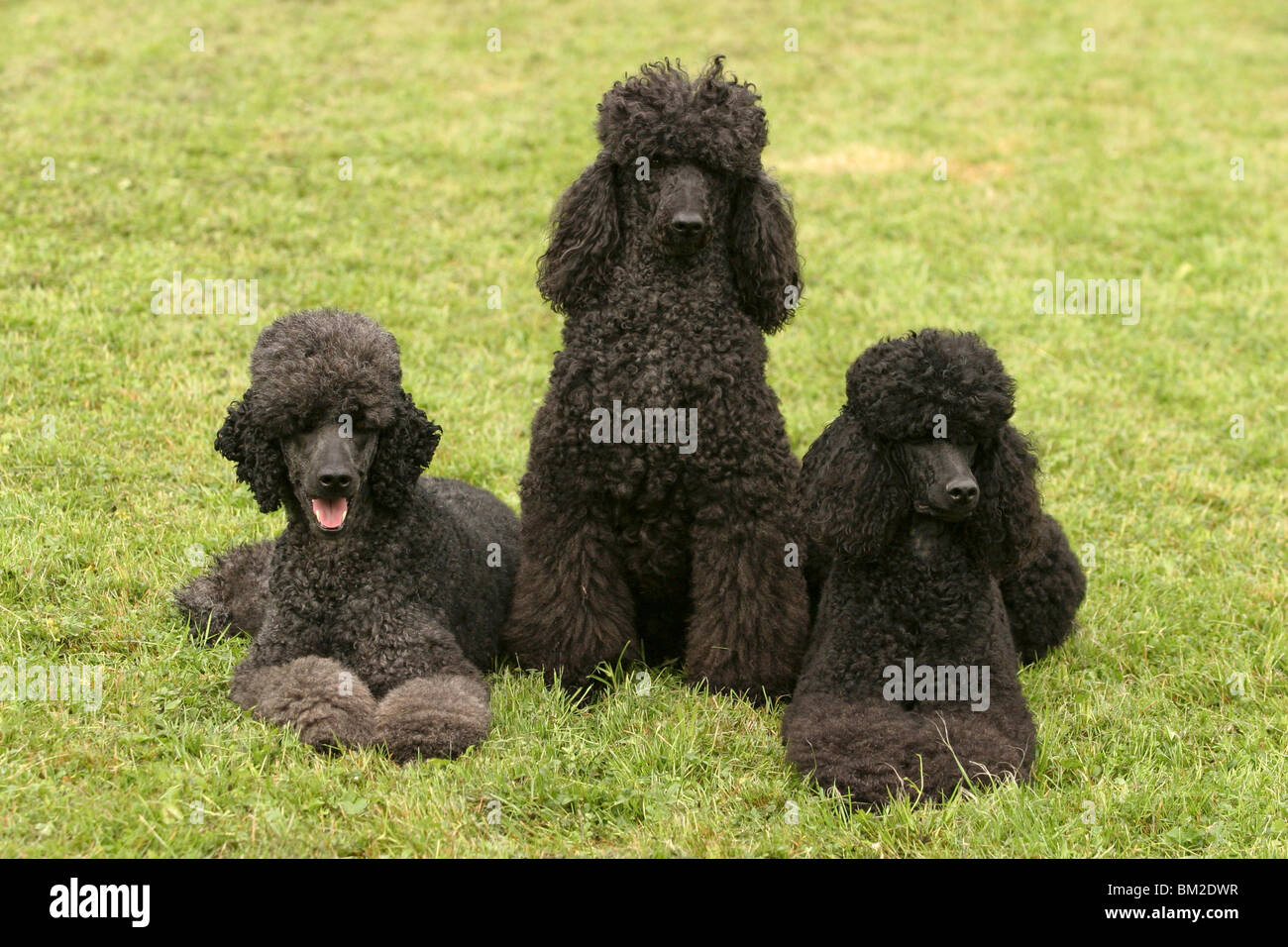 Sitzender königspudel sitting poodle hi-res stock photography and ...