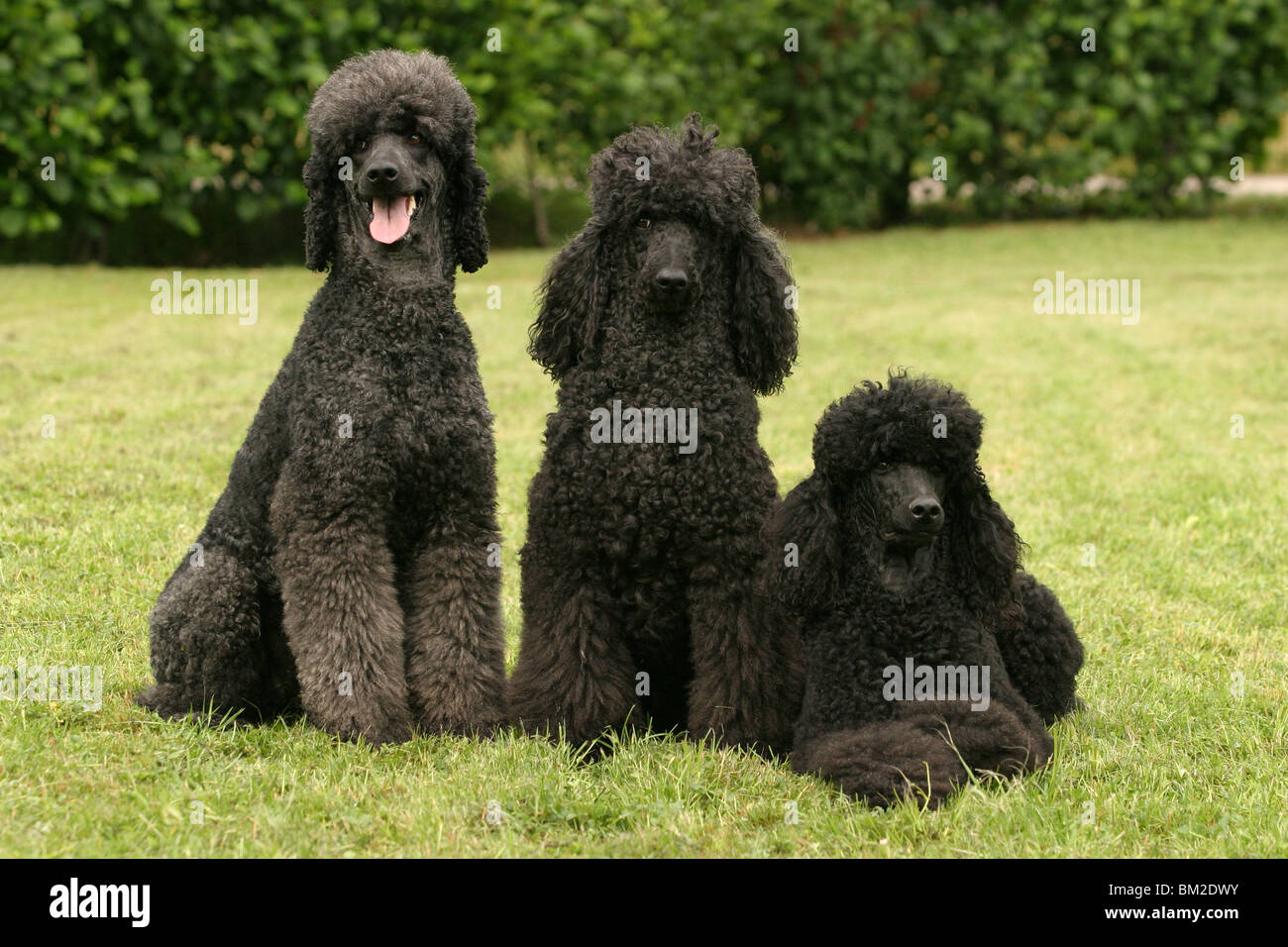 Sitzender königspudel sitting poodle hi-res stock photography and ...