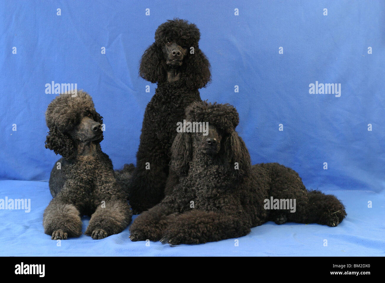 Sitzender königspudel sitting poodle hi-res stock photography and ...