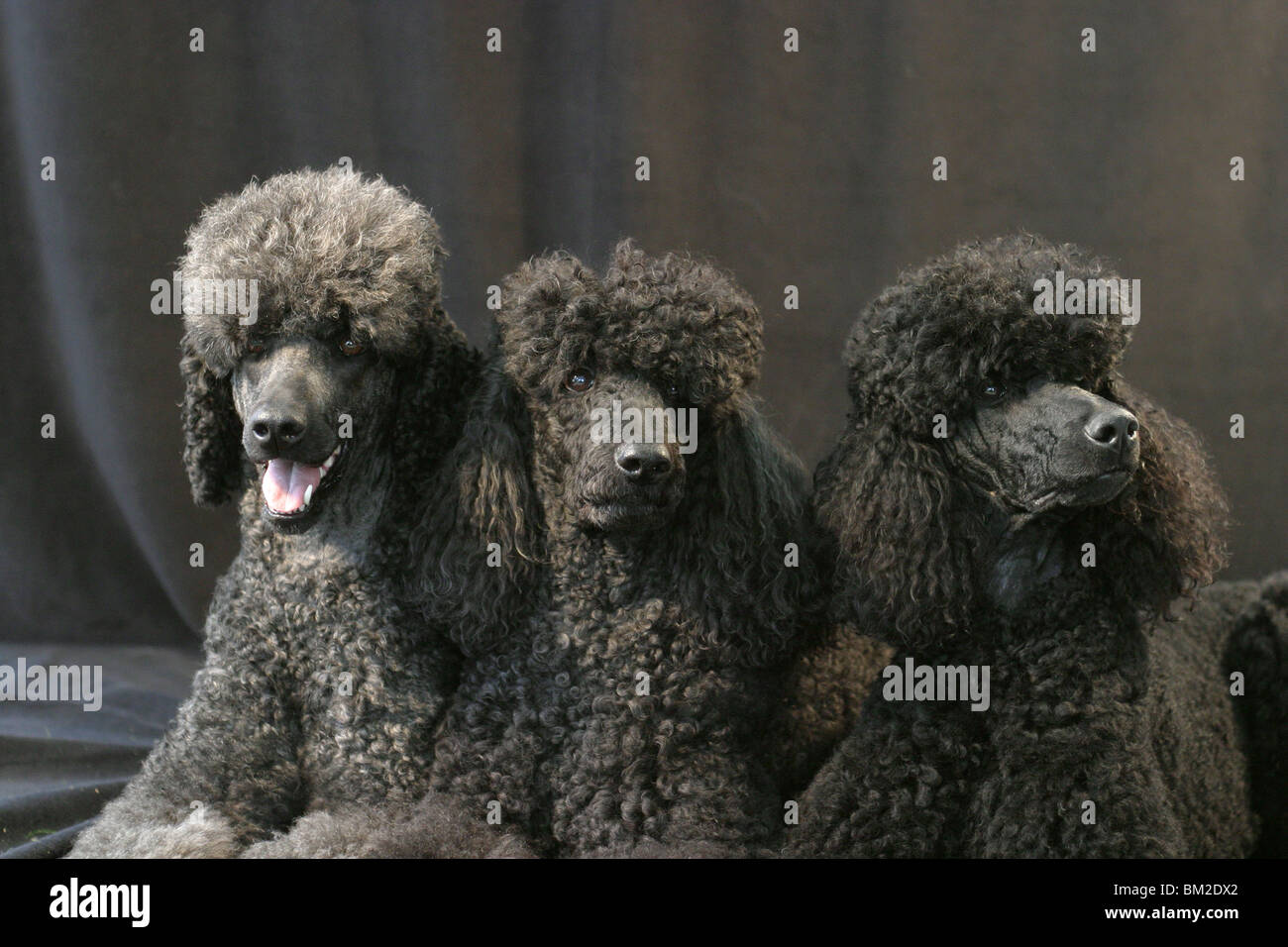 Konigspudel hi-res stock photography and images - Alamy