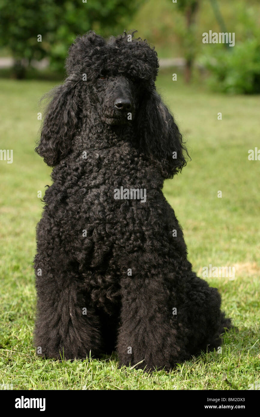 sitzender Pudel / sitting poodle Stock Photo - Alamy