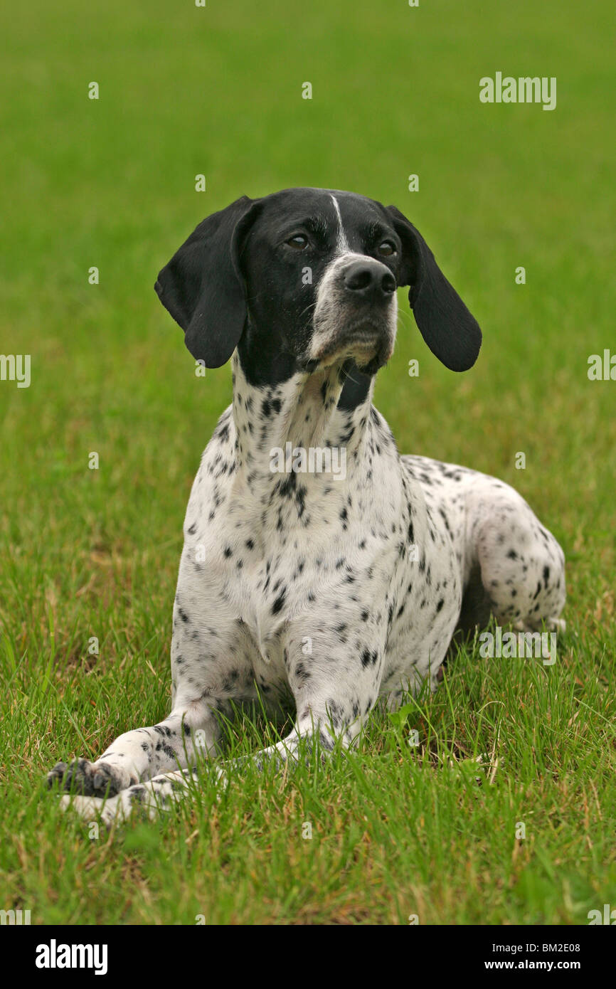 liegender / lying Pointer Stock Photo - Alamy
