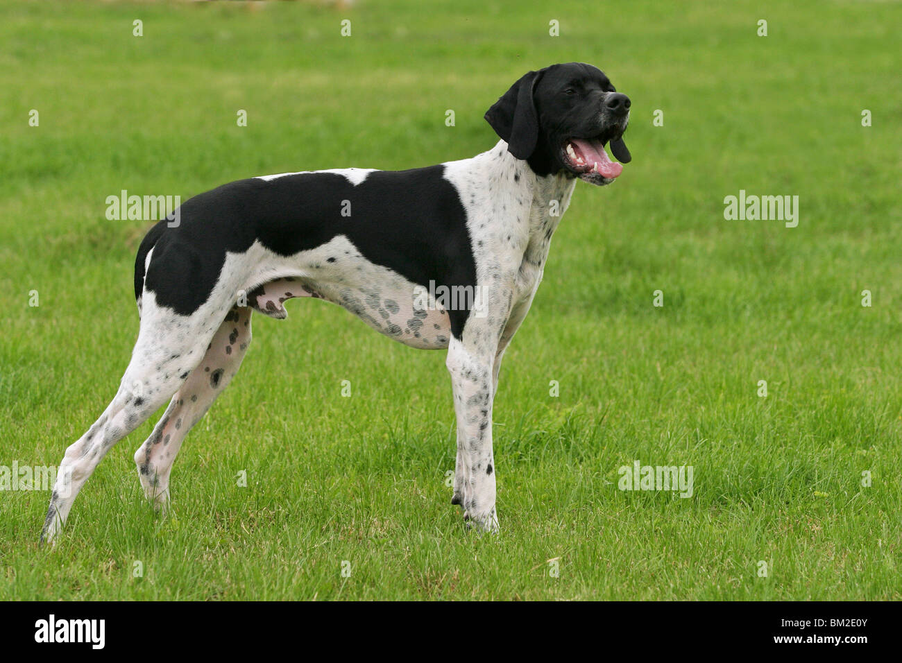 stehender / standing Pointer Stock Photo - Alamy