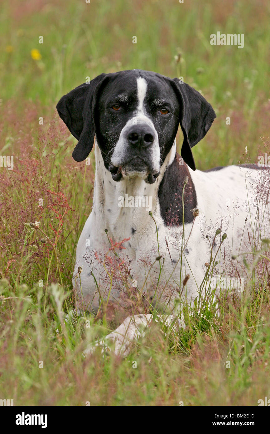 liegender / lying Pointer Stock Photo - Alamy