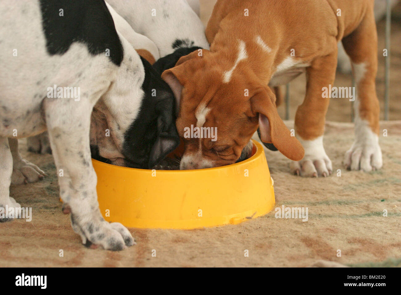 fressende Pointerwelpen / eating pointer puppies Stock Photo - Alamy