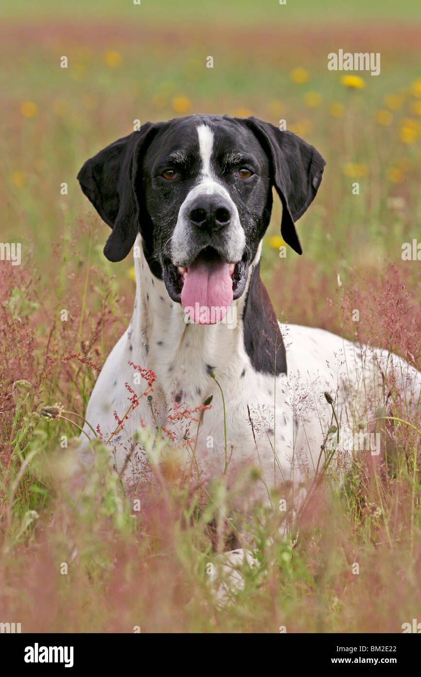 liegender / lying Pointer Stock Photo - Alamy
