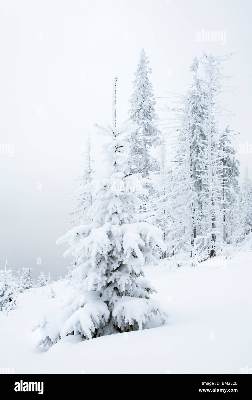 winter snowy and misty mountain landscape with snowfall ang beautiful ...