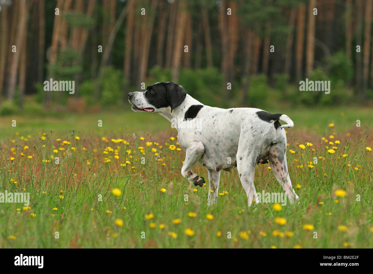 02311 hi-res stock photography and images - Alamy