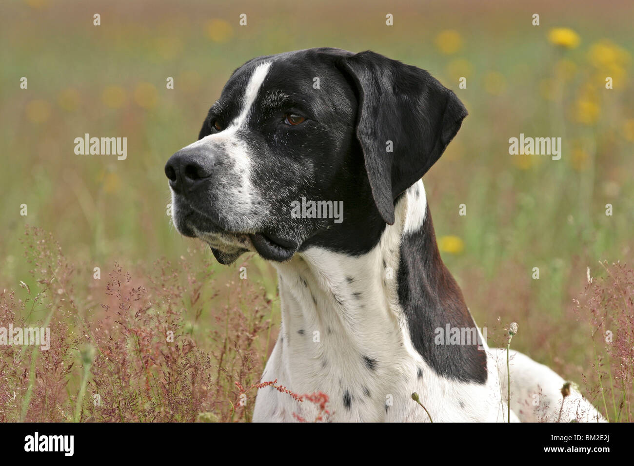 English Short Haired Pointer High Resolution Stock Photography and ...