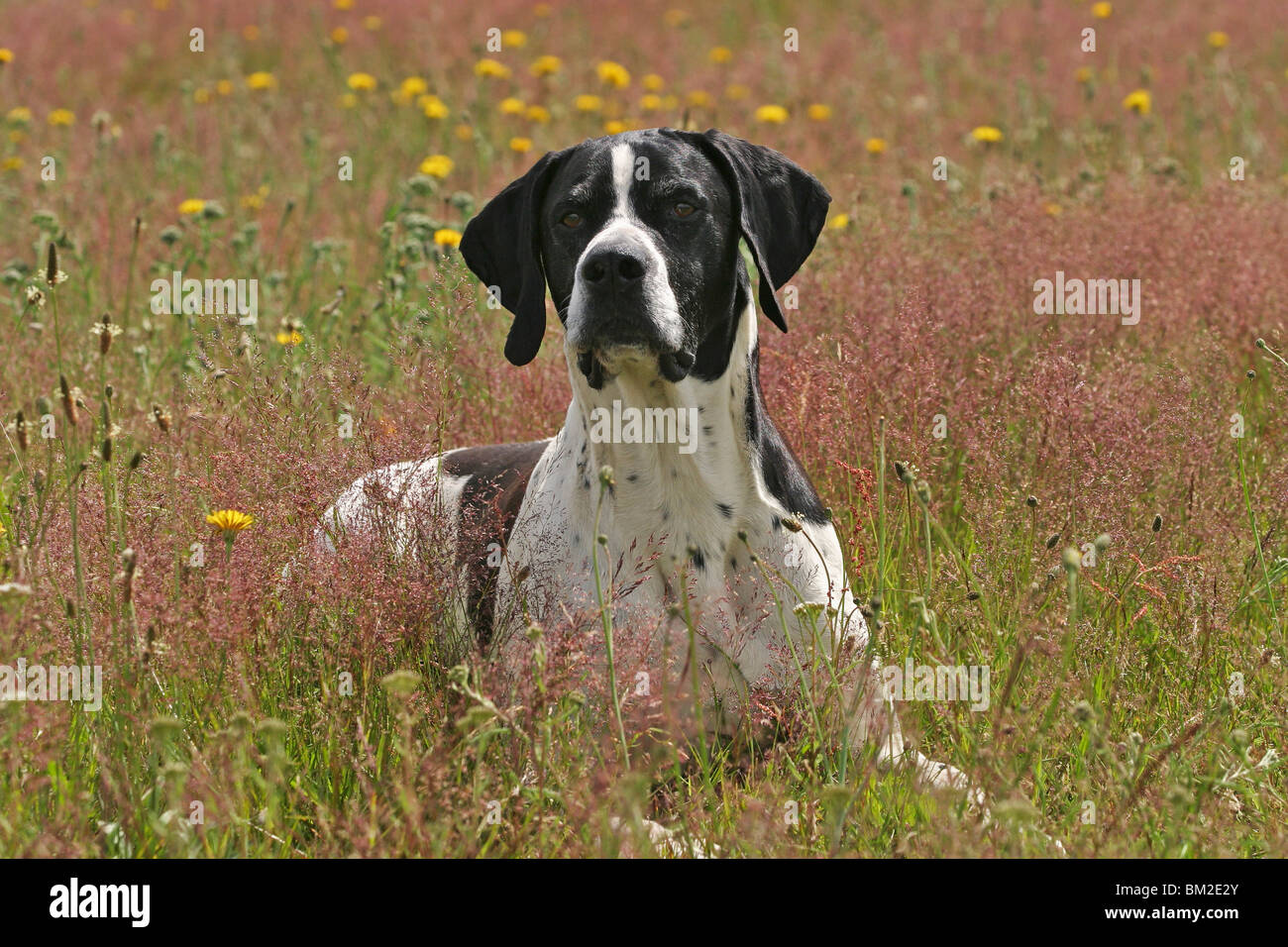 liegender / lying Pointer Stock Photo - Alamy