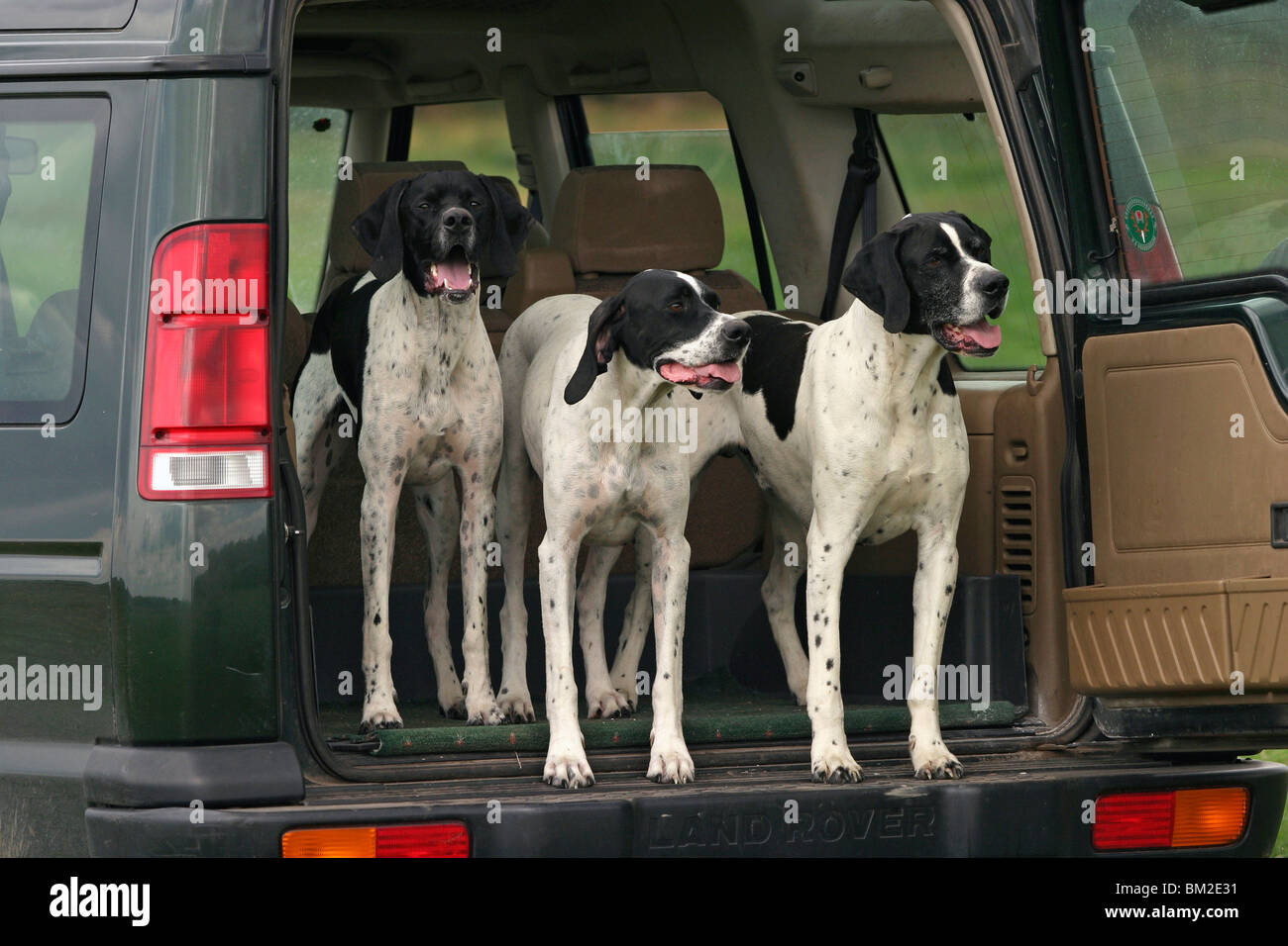 Pointer im Auto / pointer in the car Stock Photo - Alamy