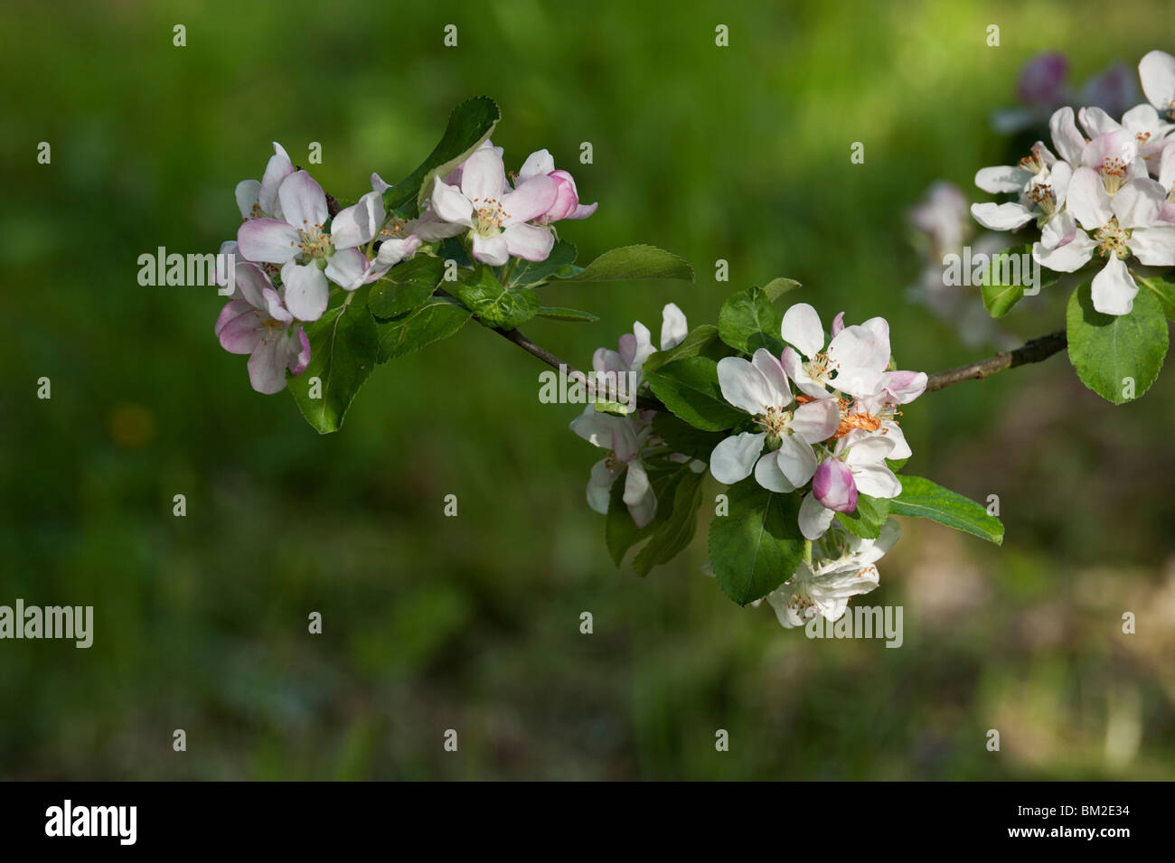 Apple blossom orchard hi-res stock photography and images - Alamy