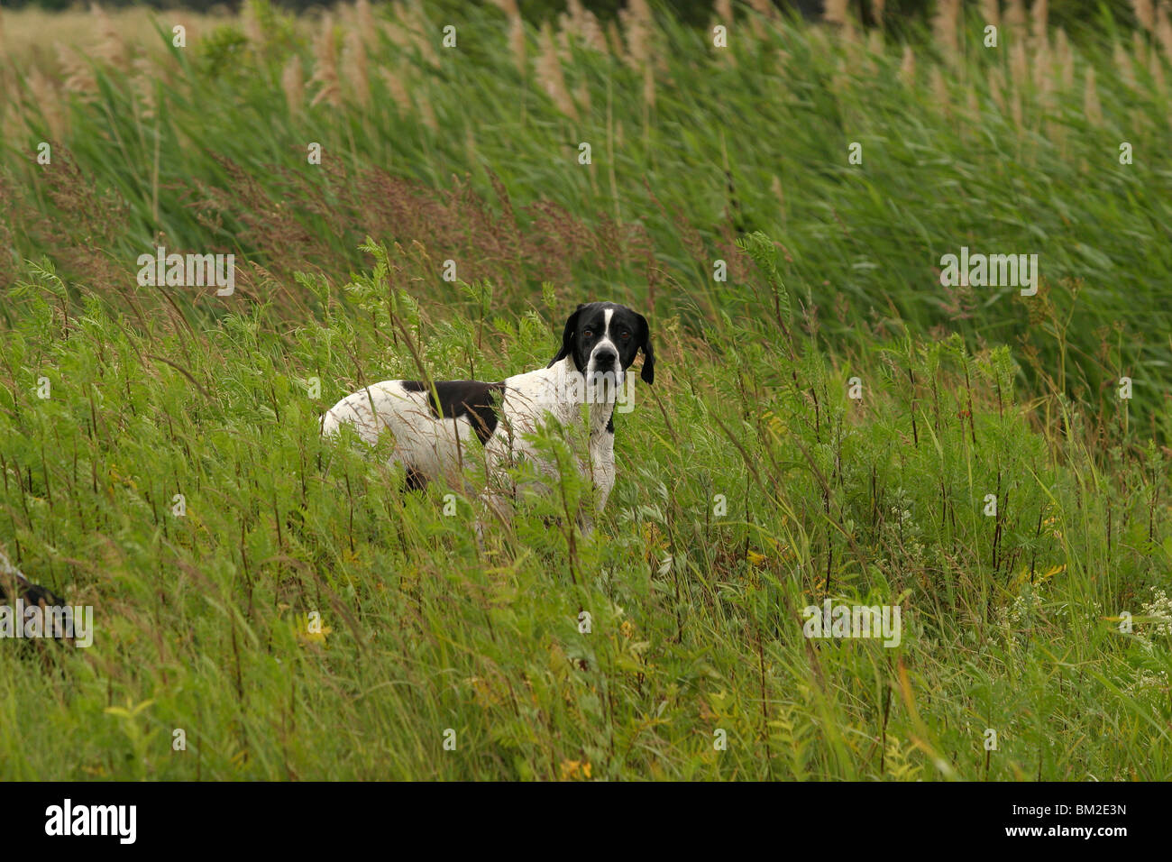 stehender / standing Pointer Stock Photo - Alamy