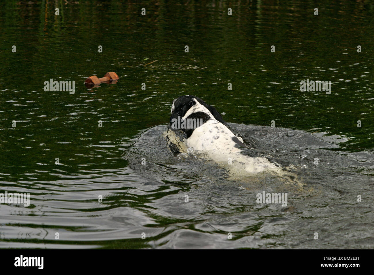 Pointer im Wasser / pointer in the water Stock Photo - Alamy