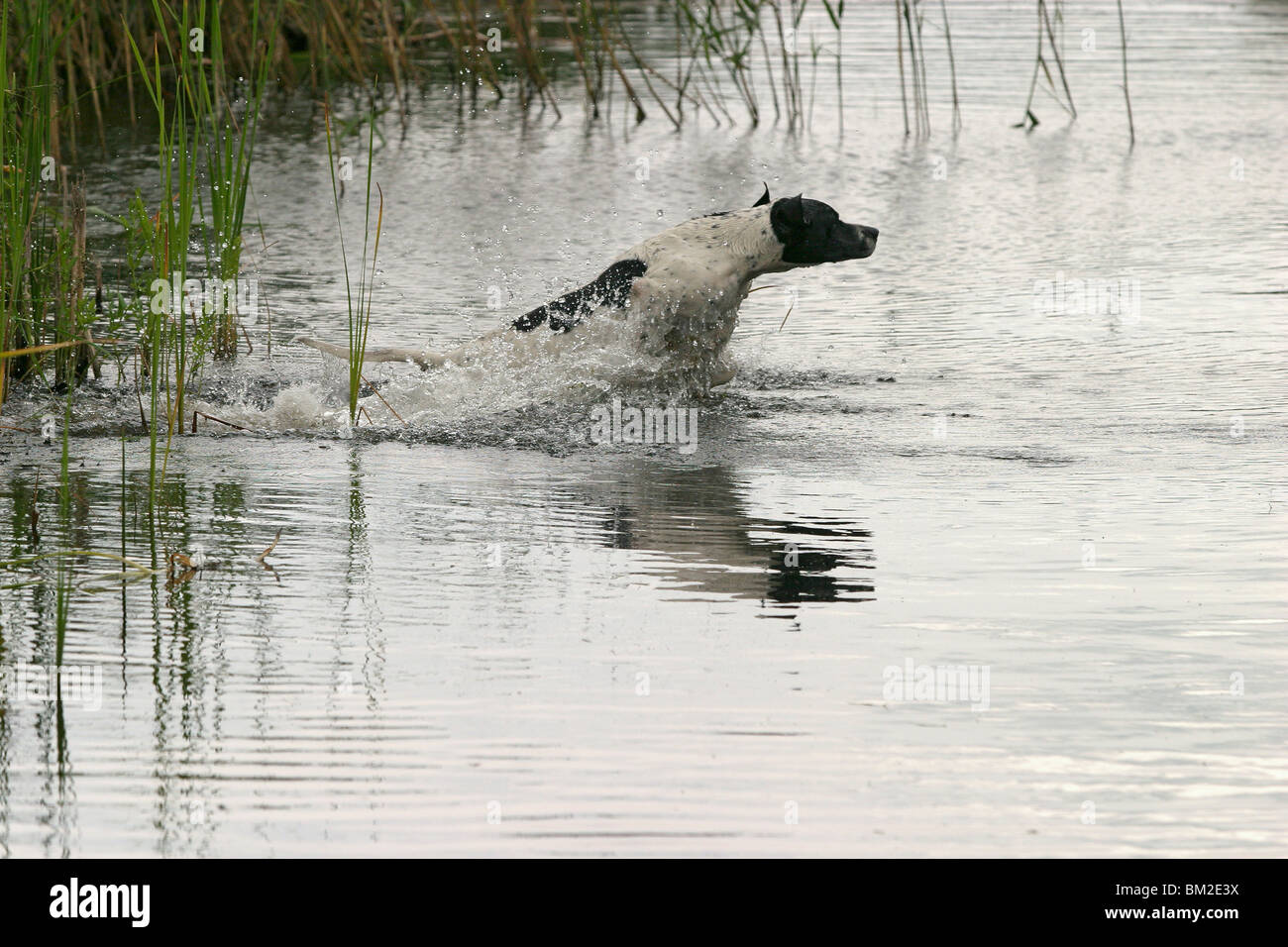 Pointer im Wasser / pointer in the water Stock Photo - Alamy