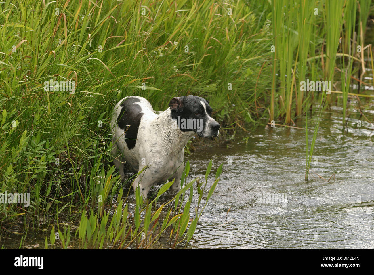 Pointer im Wasser / pointer in the water Stock Photo - Alamy