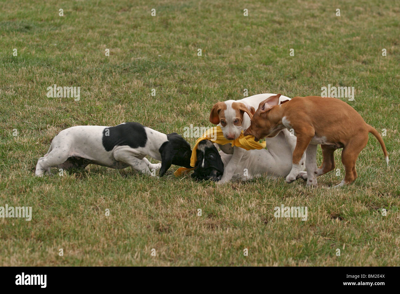 spielende Pointerwelpen / playing pointer puppies Stock Photo - Alamy
