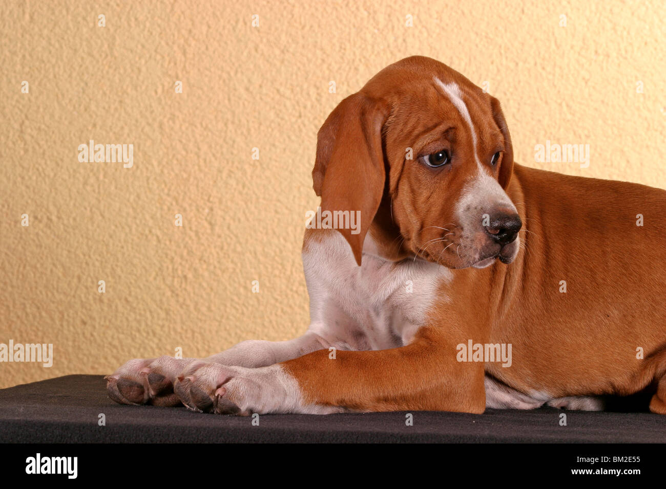 English pointer studio hi-res stock photography and images - Alamy