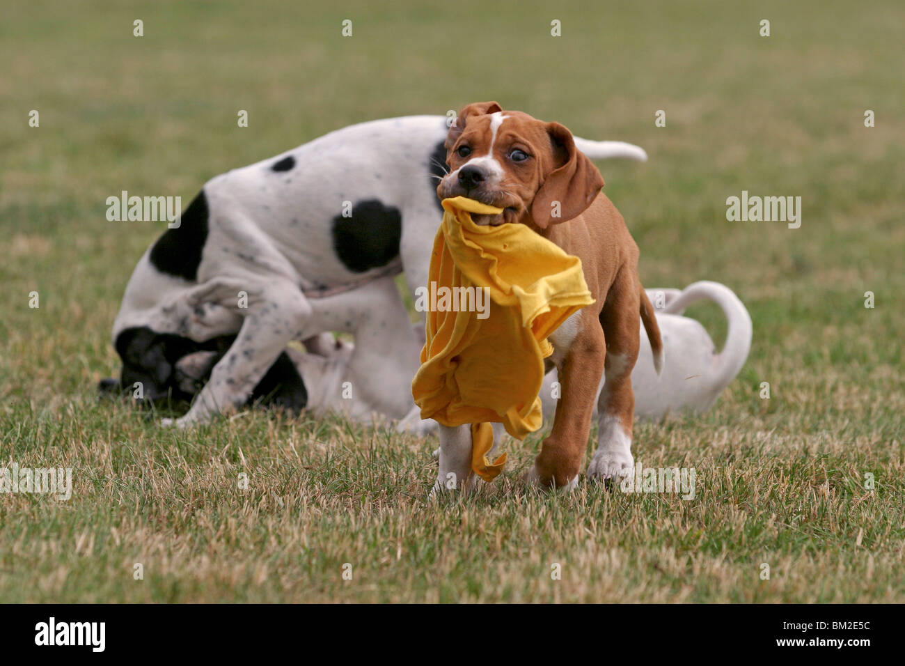 spielende Pointerwelpen / playing pointer puppies Stock Photo - Alamy