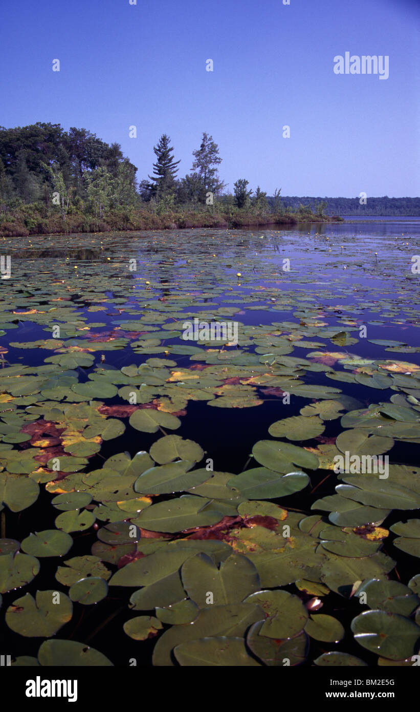 Bullhead lilies (Nuphar variegata) in a lake, Pennsylvania, USA Stock ...