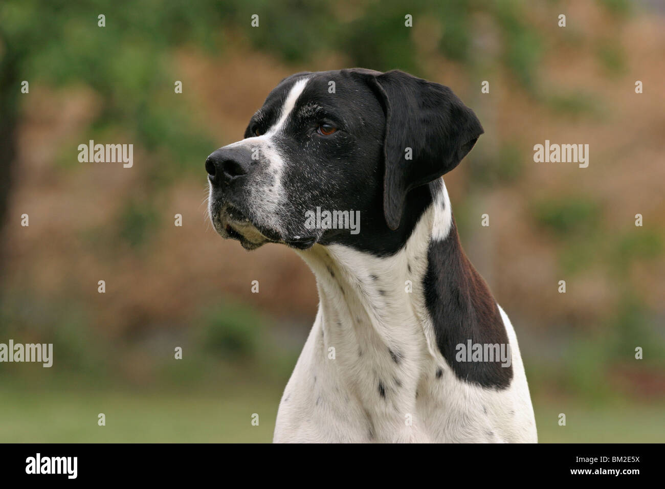 English Short Haired Pointer High Resolution Stock Photography and ...