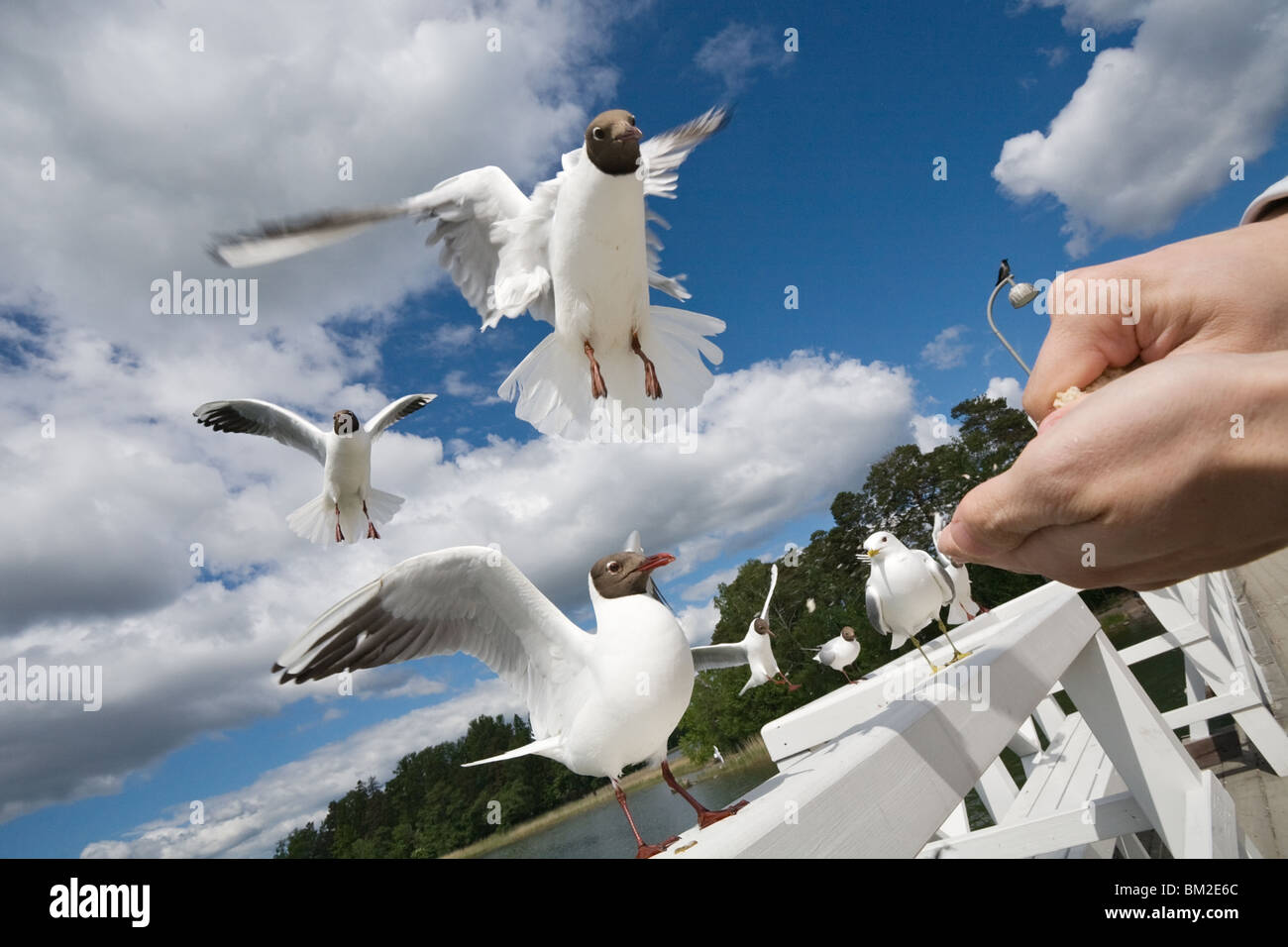 Flying seagull taking food from human hand Stock Photo - Alamy