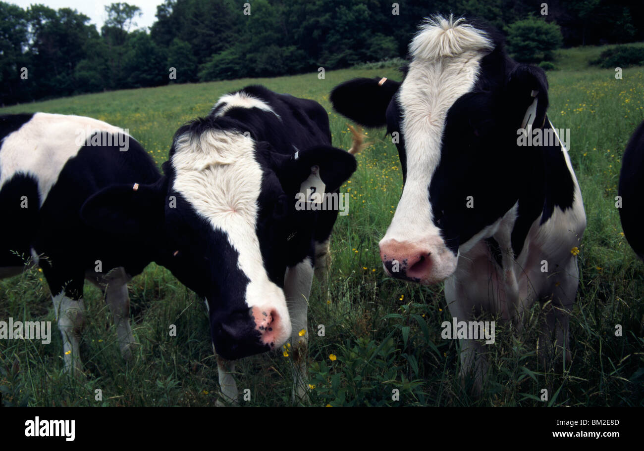 Cows in a field Stock Photo - Alamy