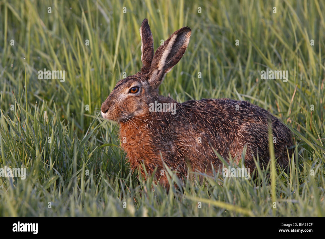 Feldhase, european, hare, Lepus, europaeus Stock Photo - Alamy