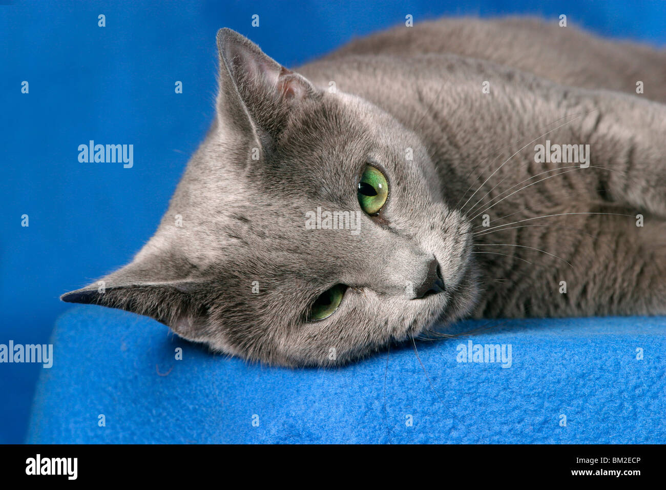 Russisch Blau im Portrait / Russian Blue Portrait Stock Photo - Alamy