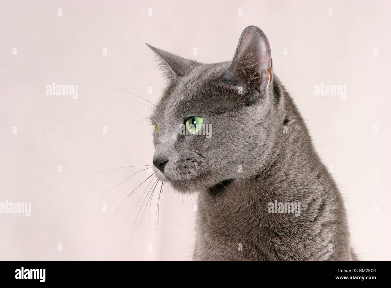 Russisch Blau im Portrait / Russian Blue Portrait Stock Photo - Alamy