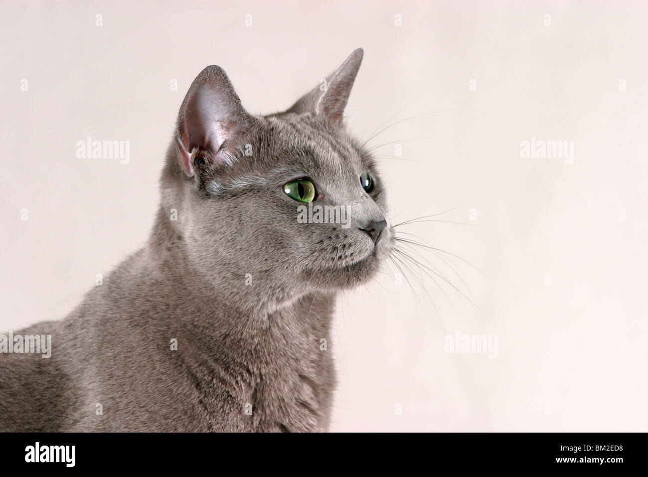 Russisch Blau im Portrait / Russian Blue Portrait Stock Photo - Alamy